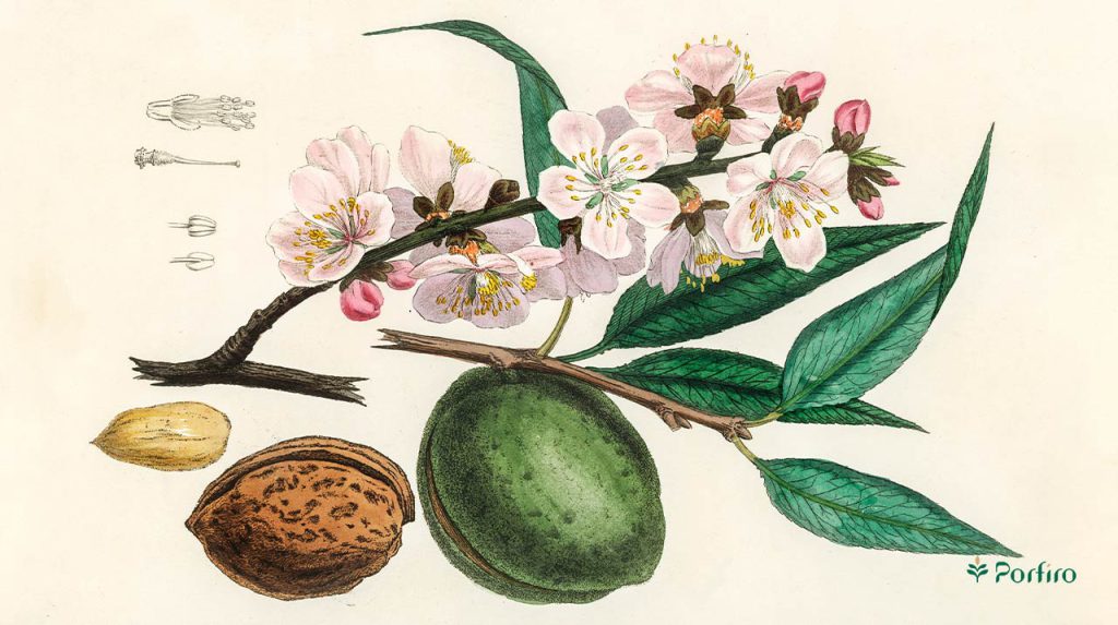 Almond, the Story of Its Origin and 2 Varieties of this plan
