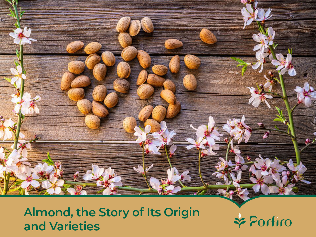 Almond, the Story of Its Origin and 2 Varieties of this plan