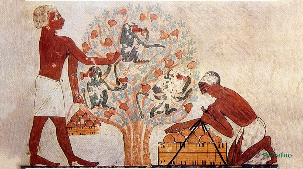 12 Interesting Properties of Figs in Traditional Medicine: Historical ...