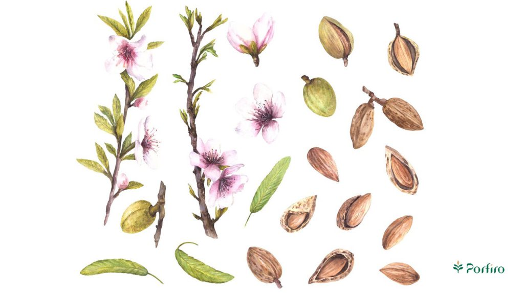 Almond, the Story of Its Origin and 2 Varieties of this plan