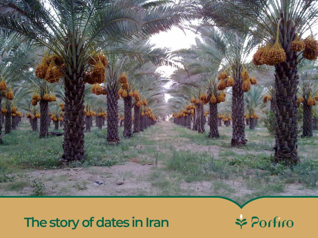 The story of dates in Iran and 4 ancient laws about dates in