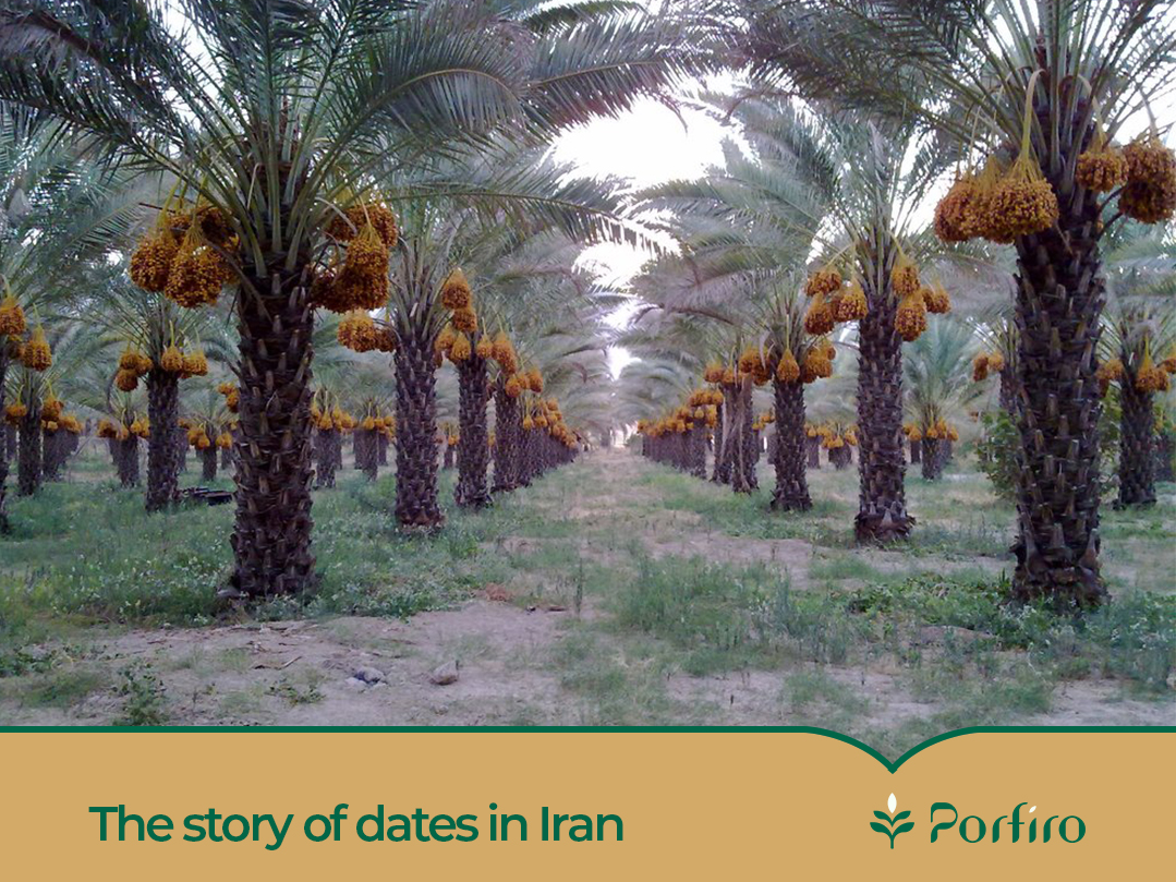 The story of dates in Iran and 4 ancient laws about dates in