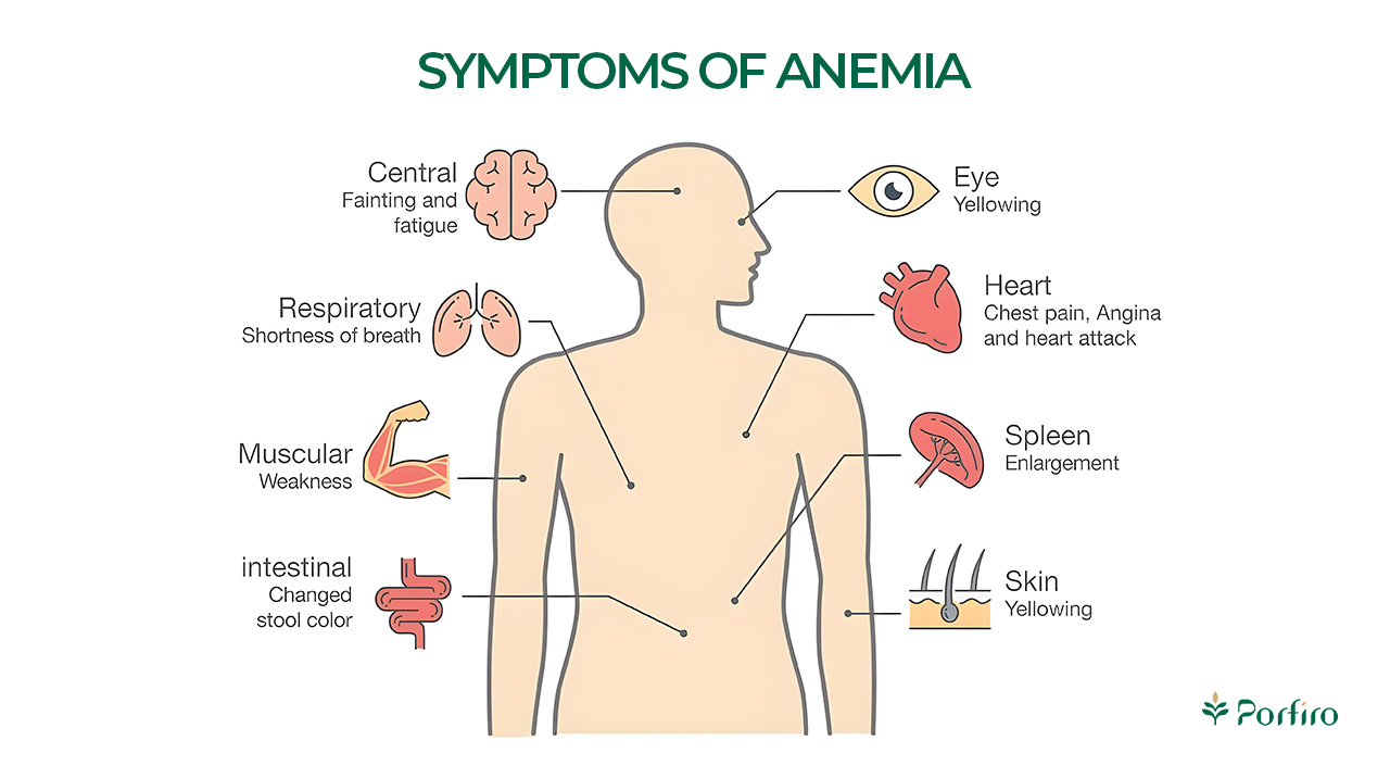 What do you know about anemia? and 5 different types of it